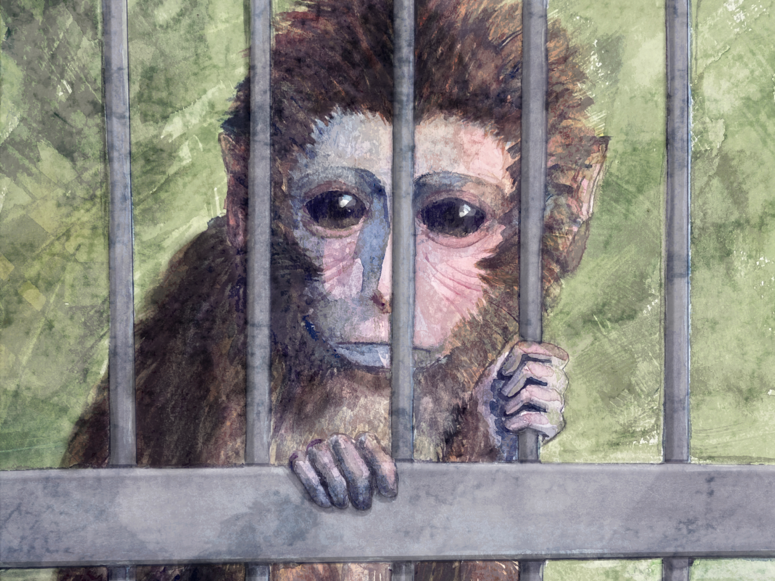 Where are the “Japanese Macaques” from? Where are they provided? NBRP ...